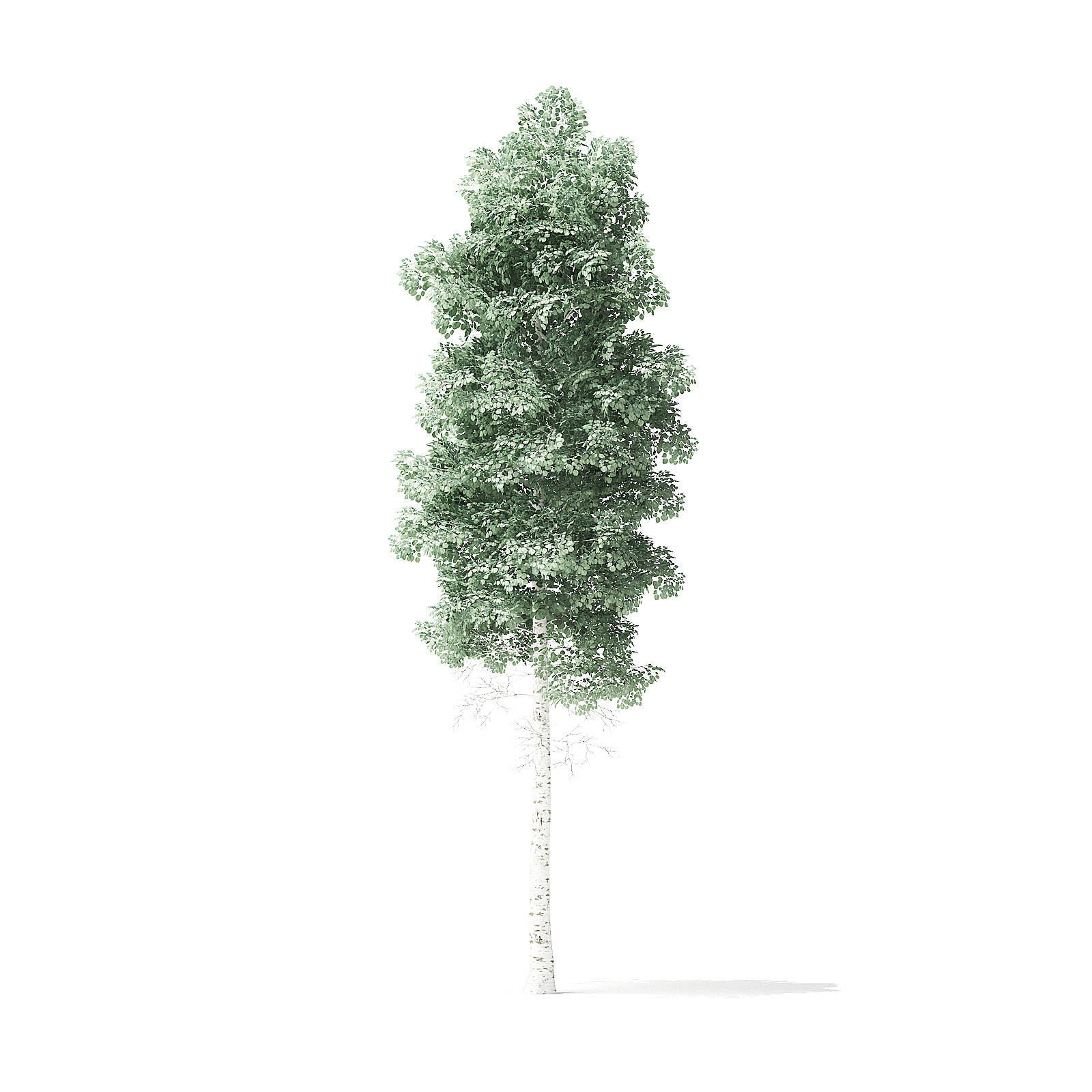 Quaking Aspen Tree 3D Model 6m 3D model | CGTrader