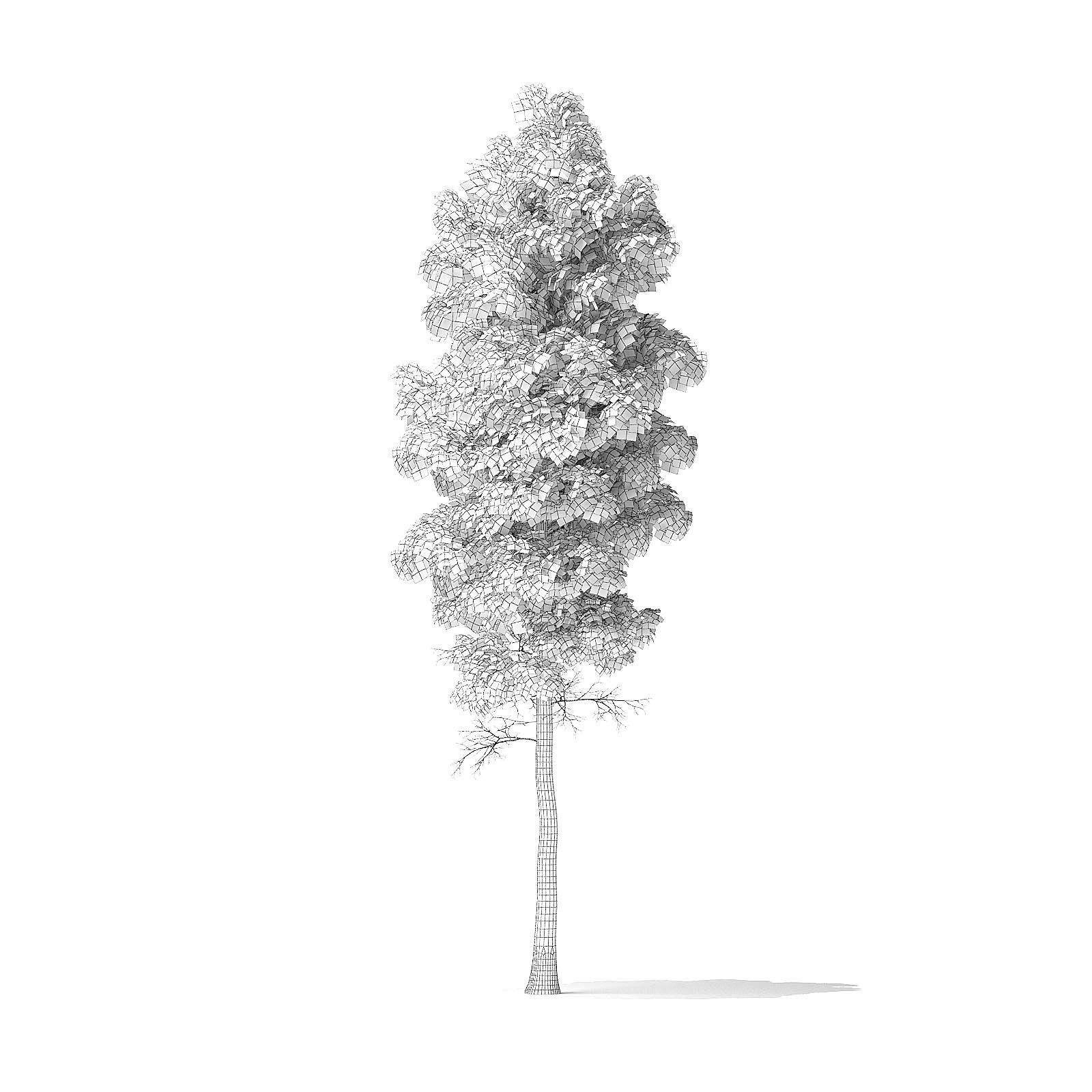 Quaking Aspen Tree 3D Model 6m 3D model | CGTrader