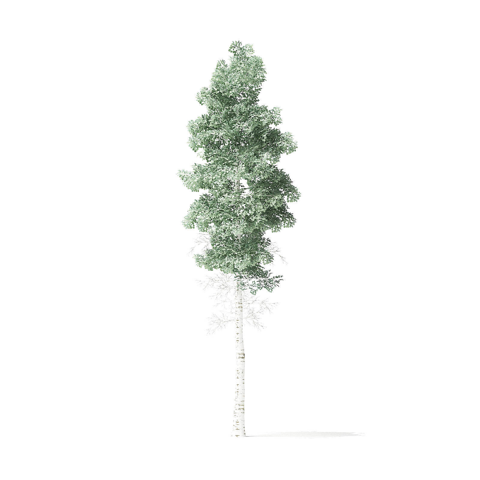 Quaking Aspen Tree 3D Model 7m 3D model | CGTrader