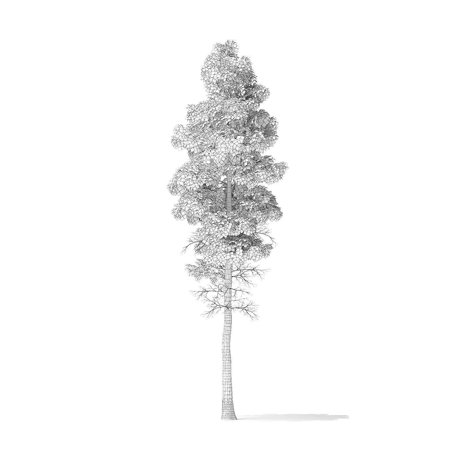 Quaking Aspen Tree 3D Model 7m 3D model | CGTrader