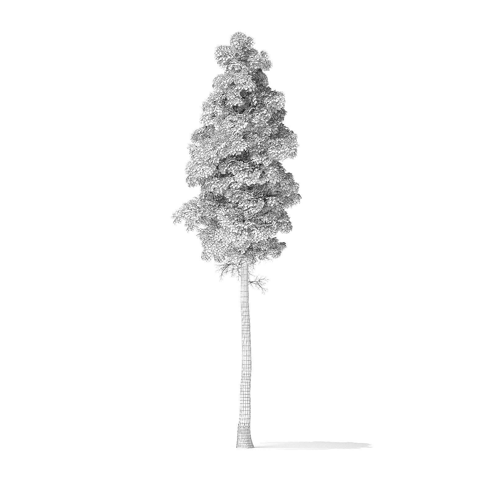 Quaking Aspen Tree 3D Model 8m 3D model | CGTrader