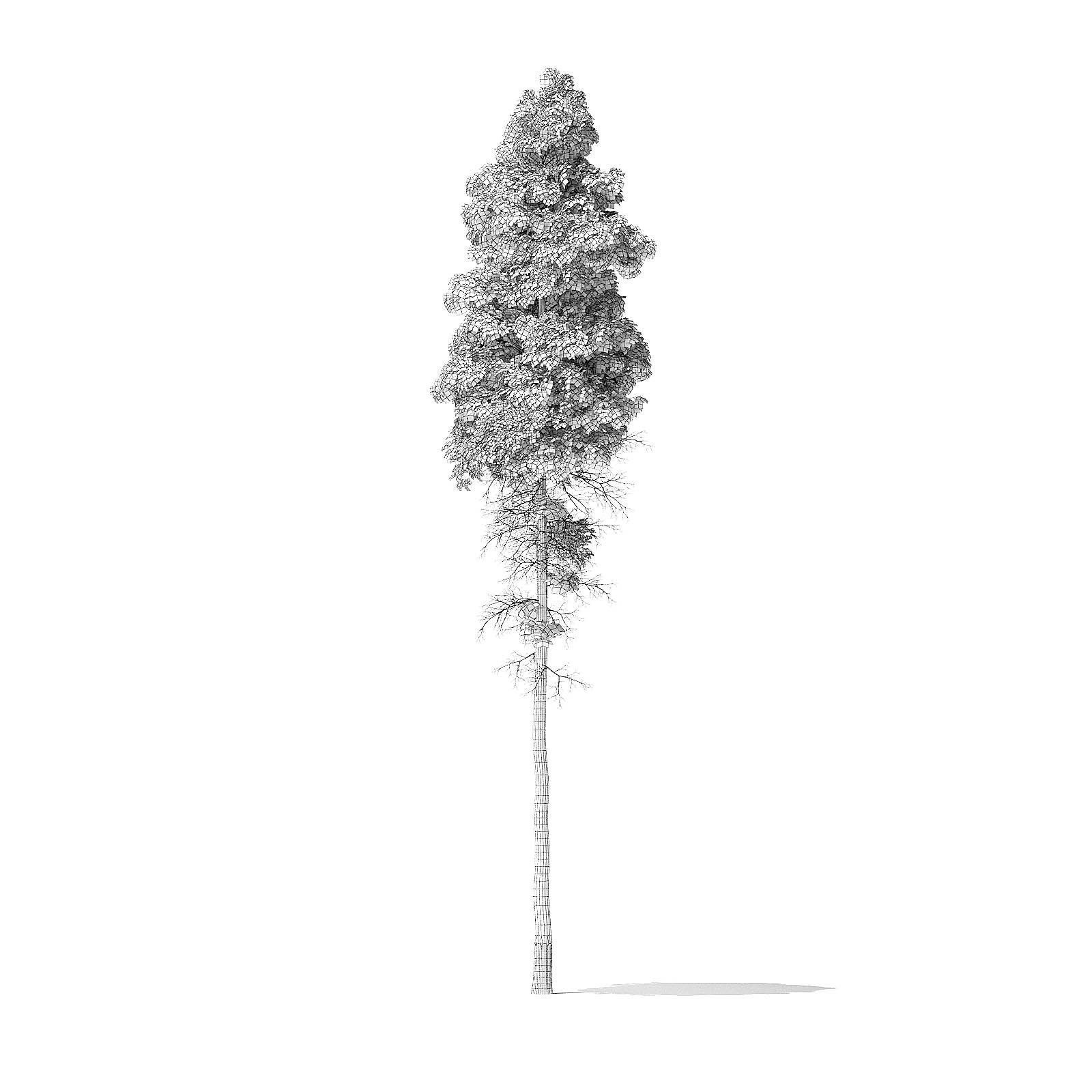 Quaking Aspen Tree 3D Model 11m 3D model | CGTrader
