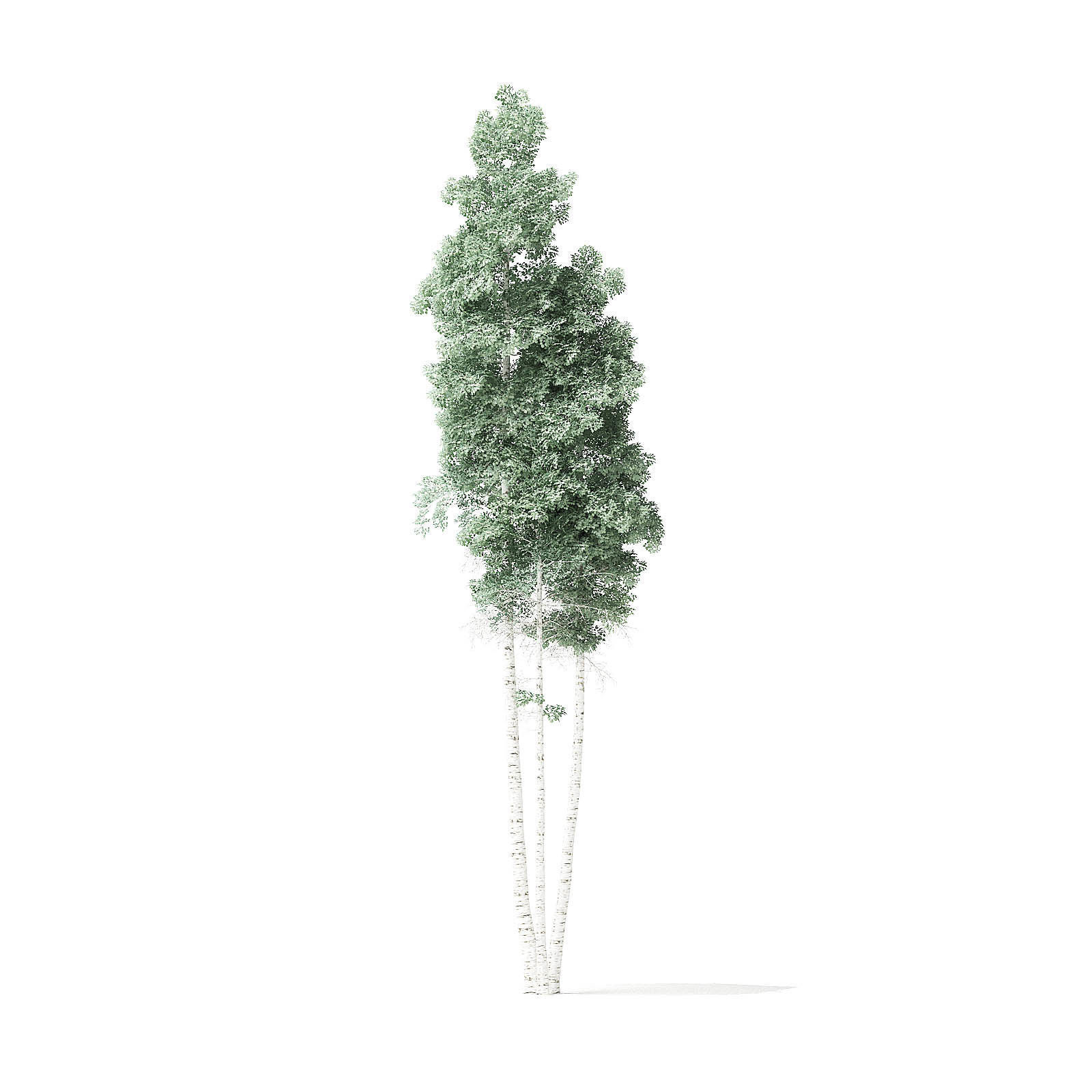 Quaking Aspen Tree 3D Model 12m 3D model | CGTrader