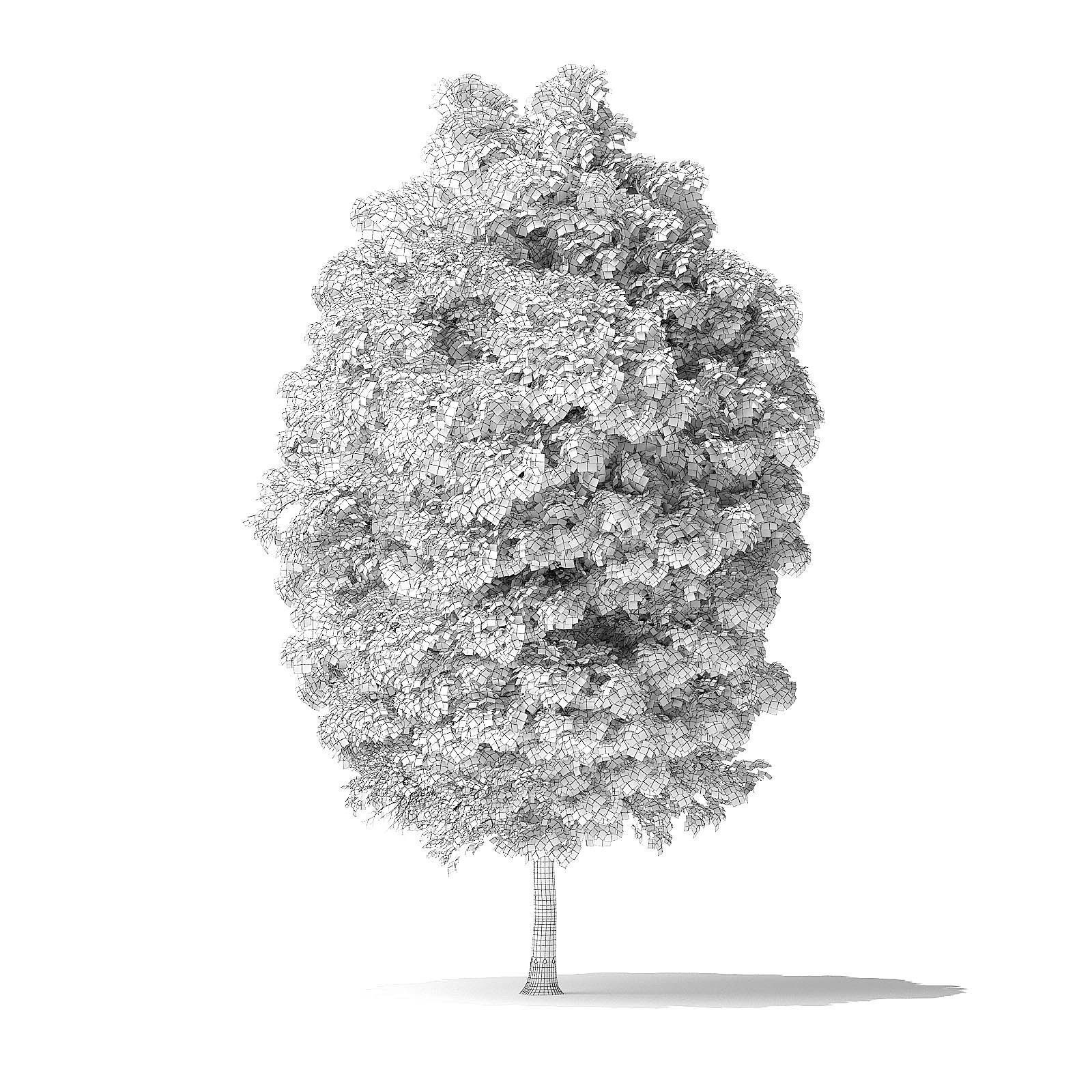 American Basswood Tree 3D Model 8m 3D model | CGTrader
