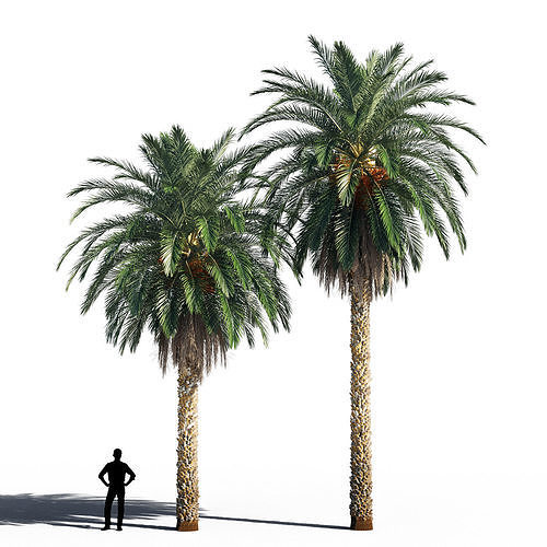 Date palm 2 3D model | CGTrader