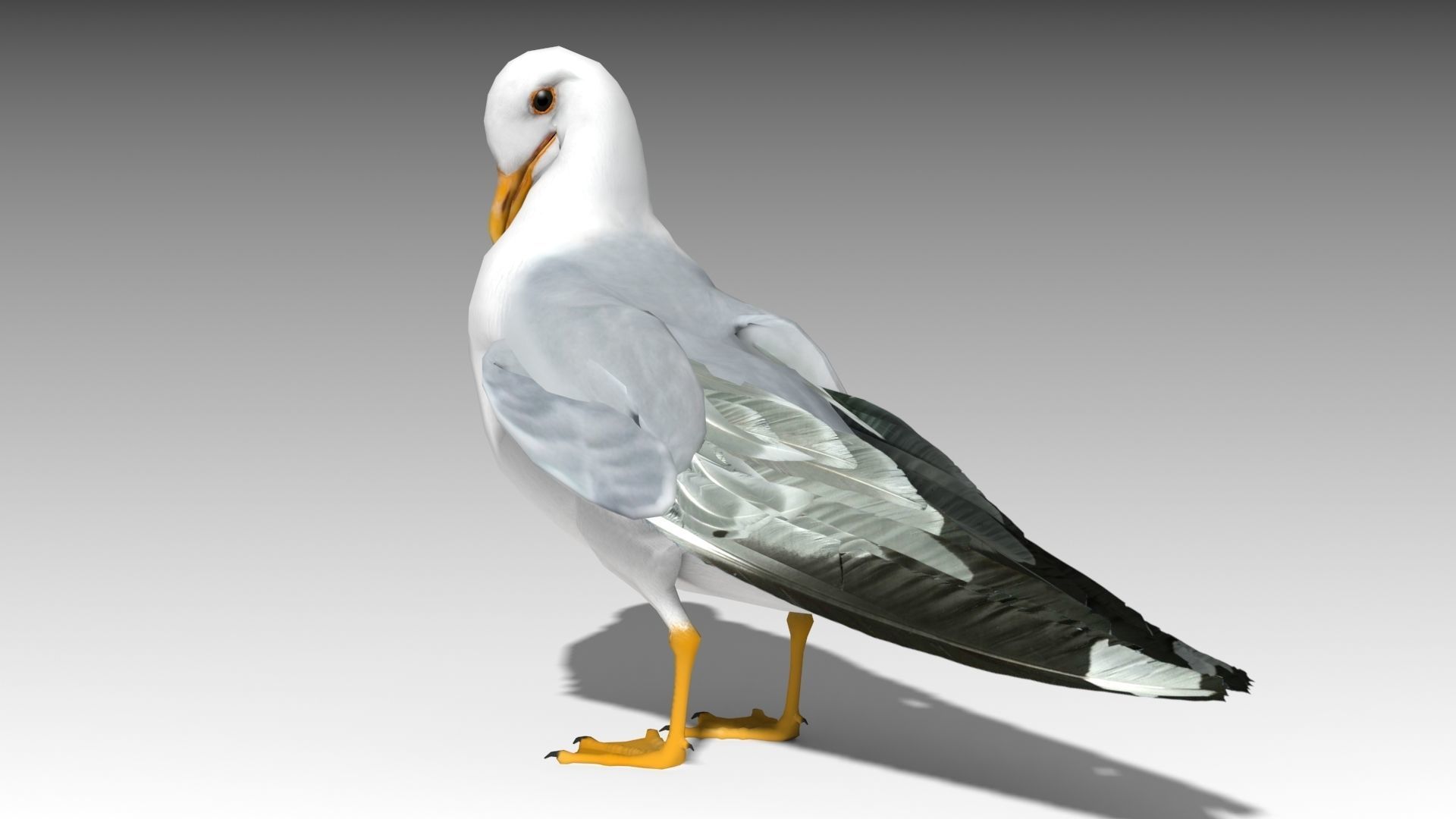 3D model Seagull VR / AR / low-poly rigged animated | CGTrader