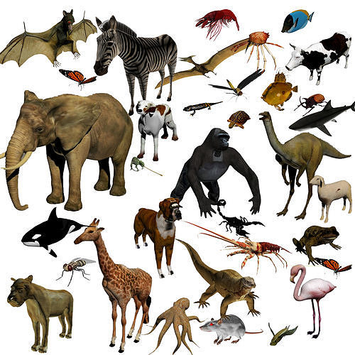 ANIMAL COLLECTION zoo animals 3D model | CGTrader