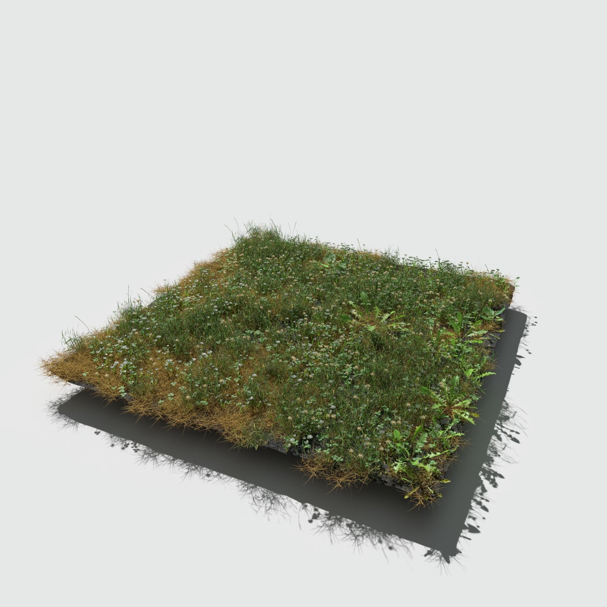 Ryegrass Meadow Patch 3D model | CGTrader