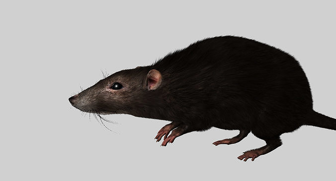 rat 3d model fur 3D model | CGTrader