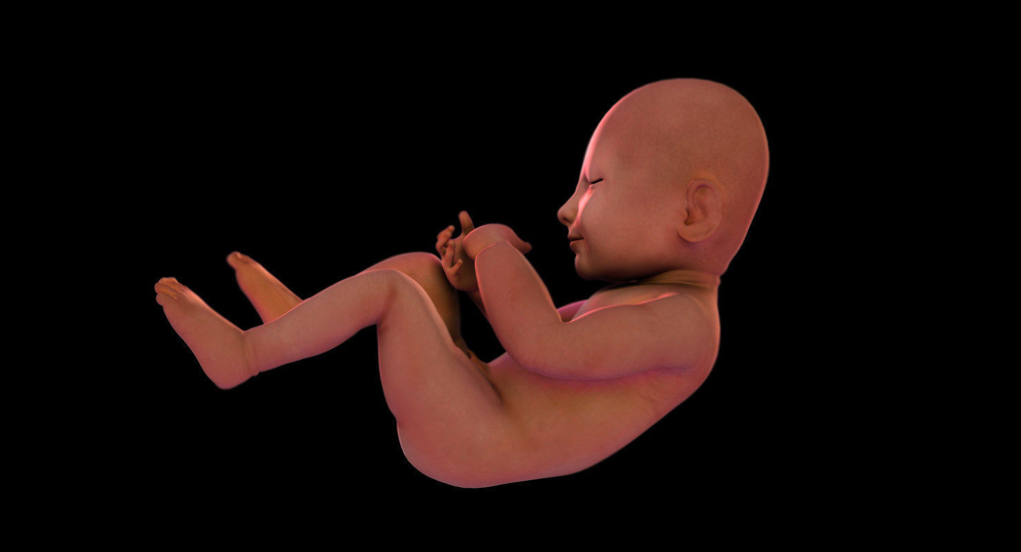 born baby 3d model 3D model | CGTrader