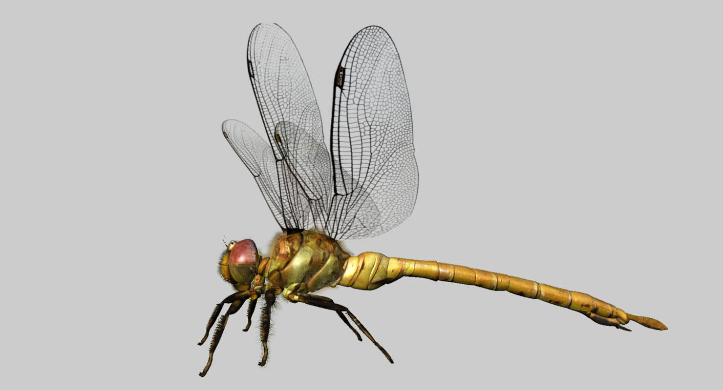DRAGONFLY 3D MODEL 3D model | CGTrader