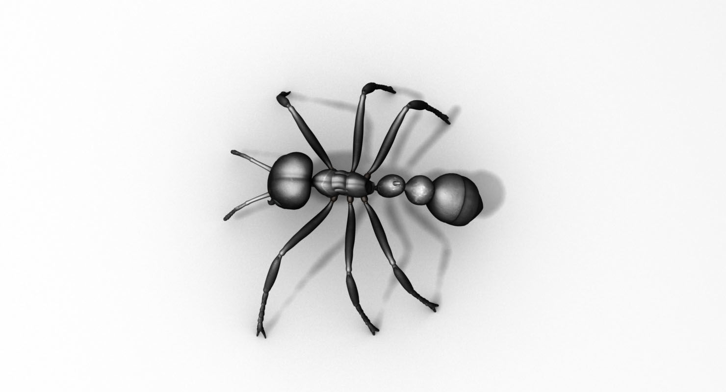 ant 3d rig model 3D model | CGTrader