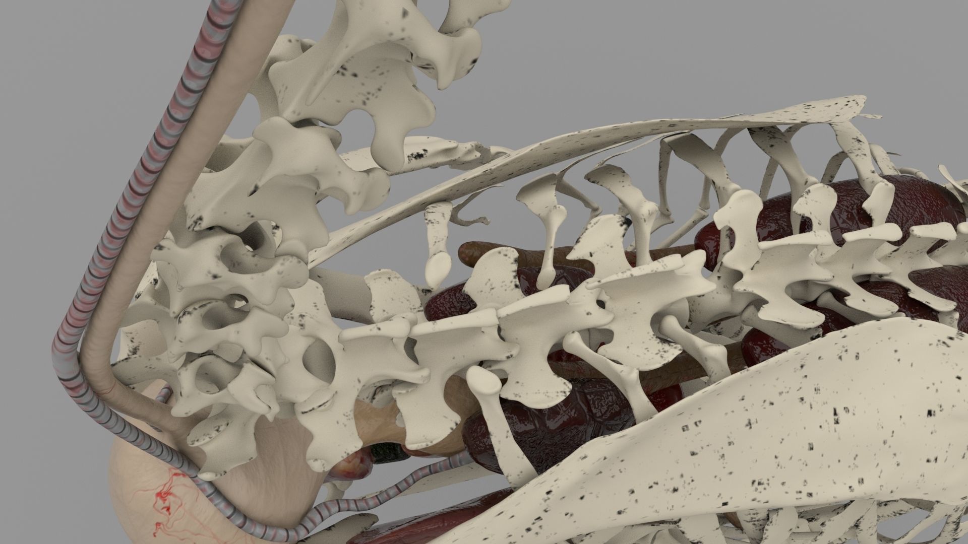 Chicken skeleton and organs 3D model | CGTrader