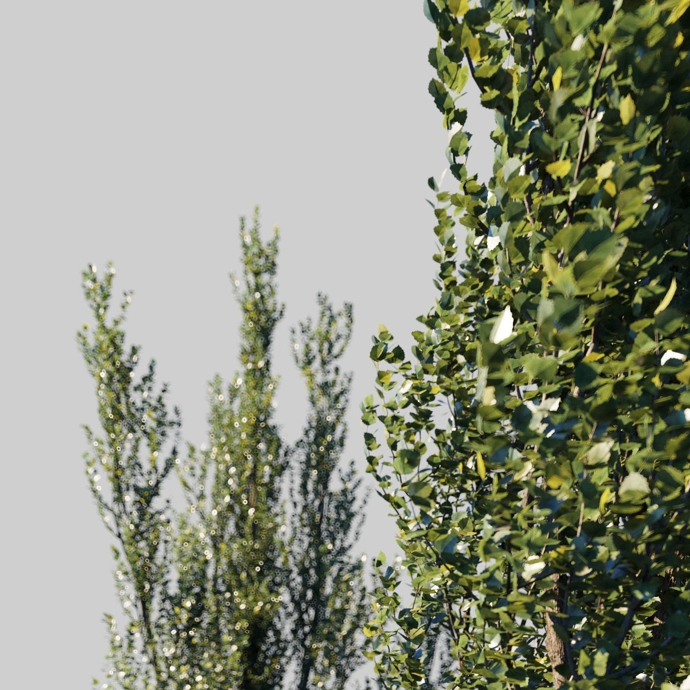 Poplar pyramidal wind animated collection 3D model animated | CGTrader