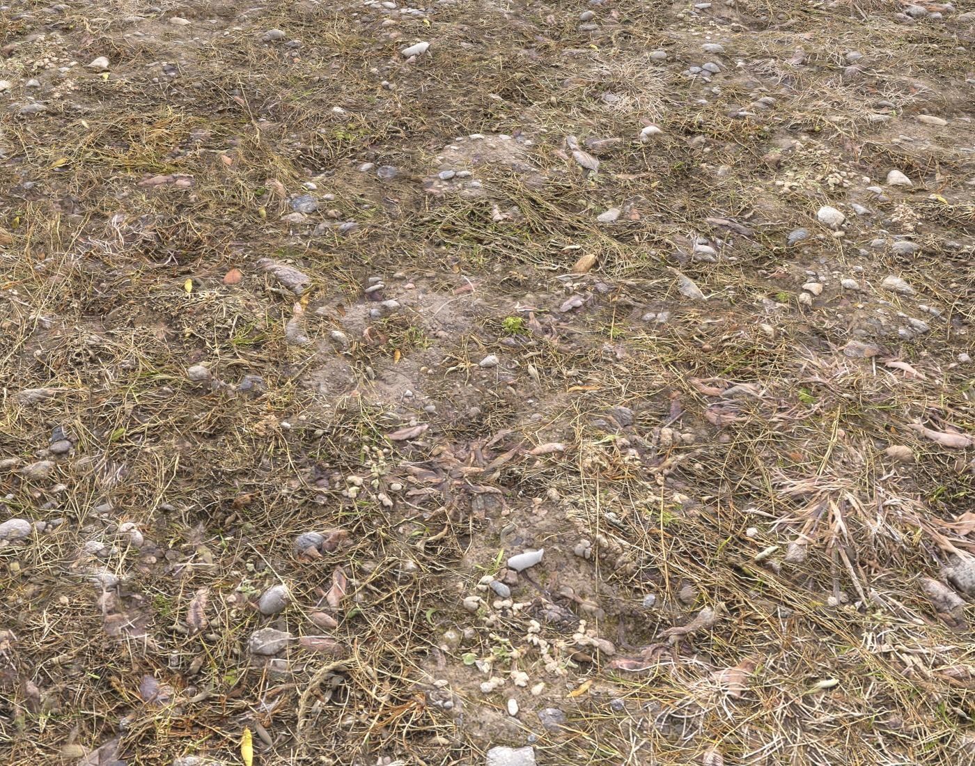 Ground terrain rough forest PBR pack 1 Texture | CGTrader