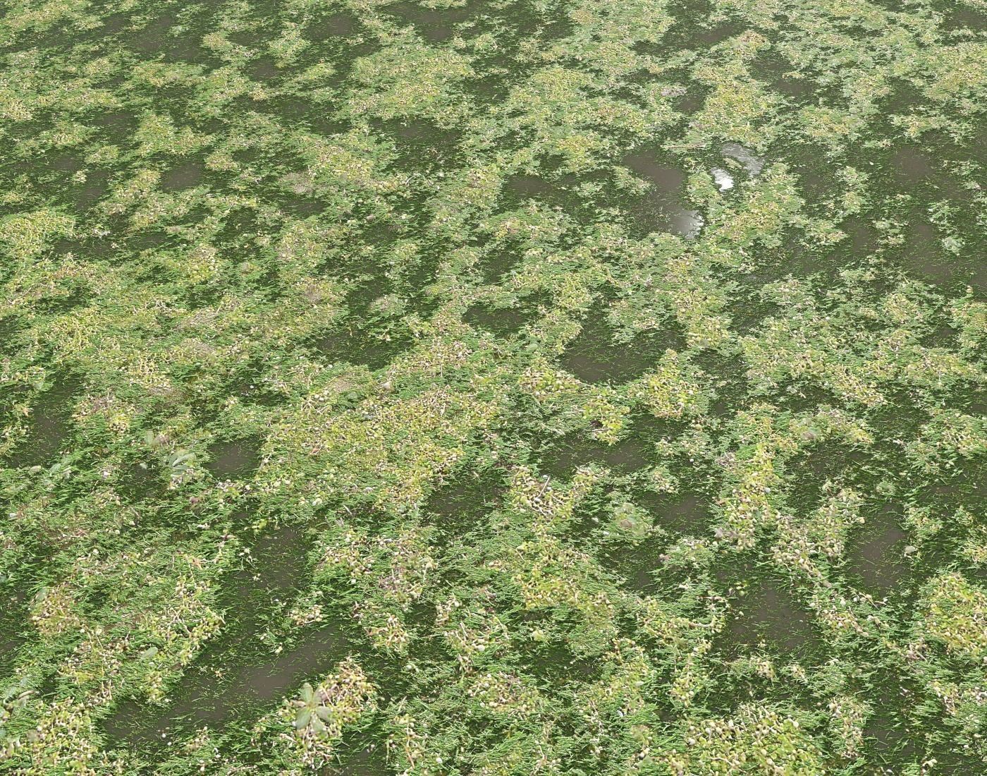 Ground terrain swamp PBR pack 1 Texture | CGTrader
