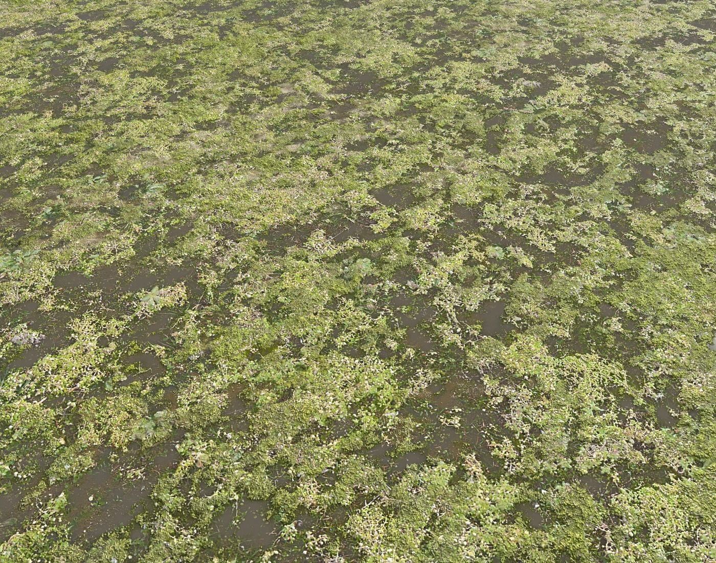 Ground terrain swamp PBR pack 1 Texture | CGTrader