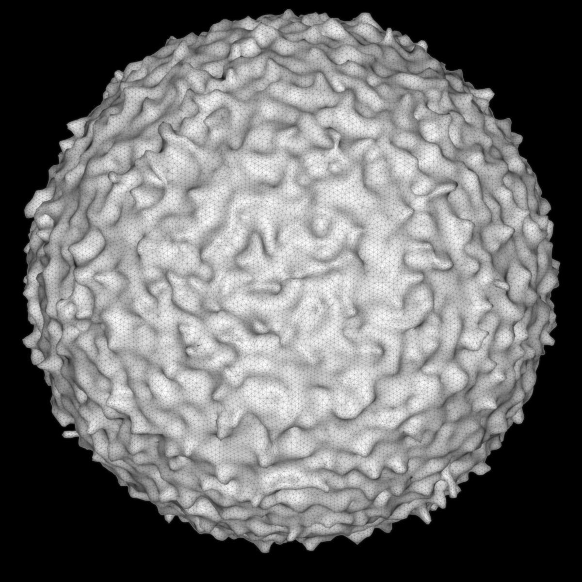 Lymphocyte 3D model | CGTrader