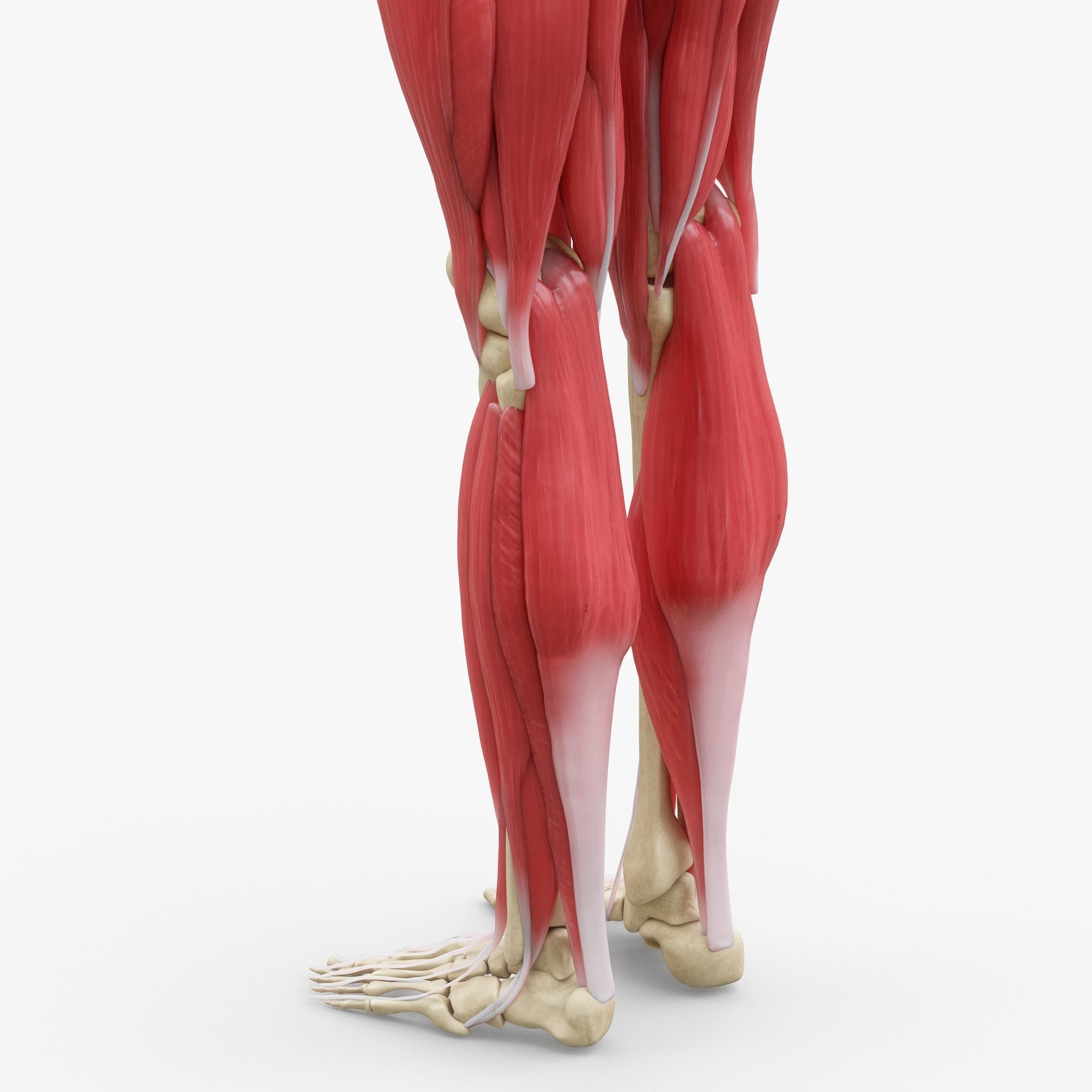 Human Legs Muscle Bone Anatomy 3D model | CGTrader