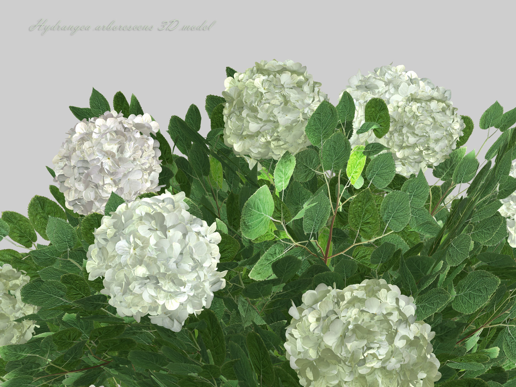 Bush Hydrangea arborescens 3D model | CGTrader