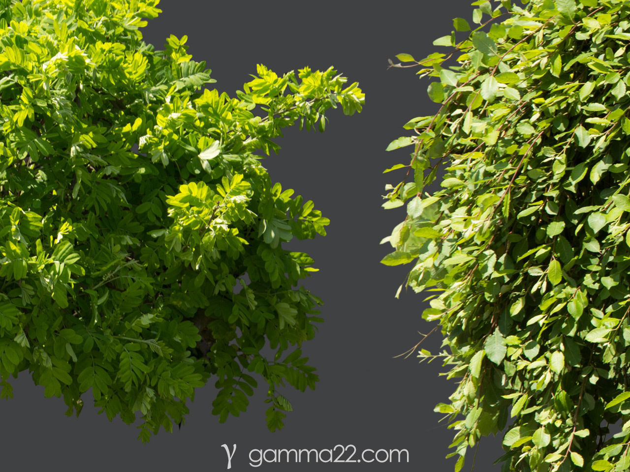 15 High Quality PNG Tree and Bush CUTOUTS Texture | CGTrader