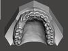 upper and lower ortho model bases 3D model 3D printable | CGTrader