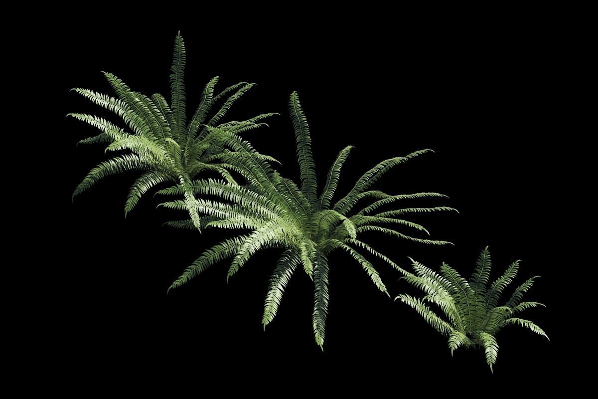 Sword Fern Animation 3D model animated | CGTrader