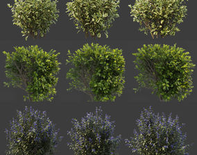 Shrub 3D Models | CGTrader