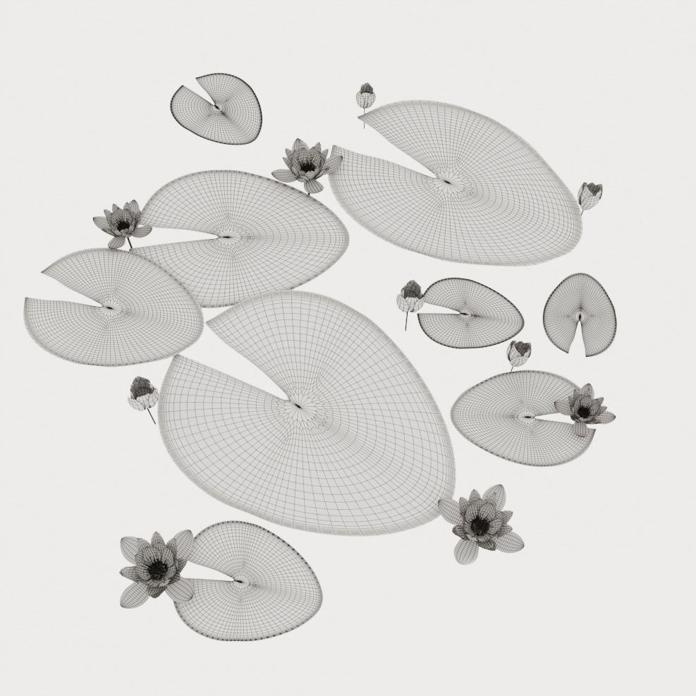 Water Lily 3D model | CGTrader