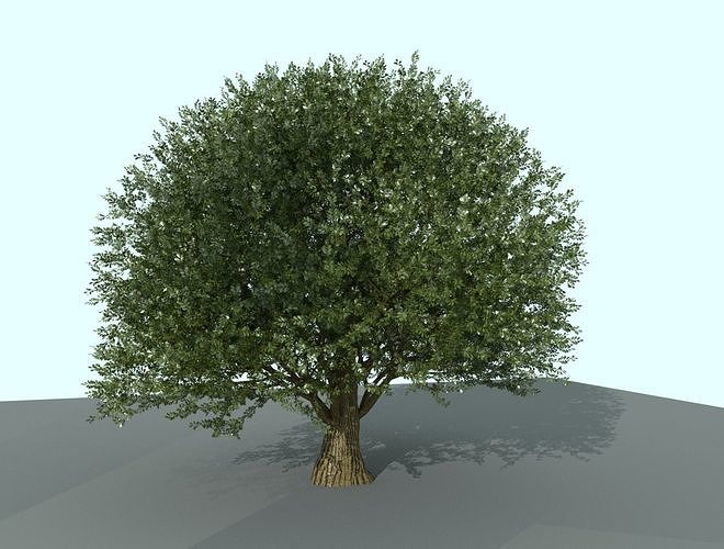 OAK TREE 3D model | CGTrader