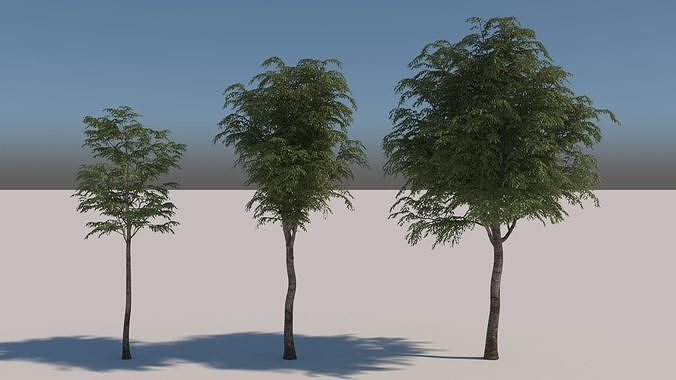 Trees set of 3 free 3D model | CGTrader