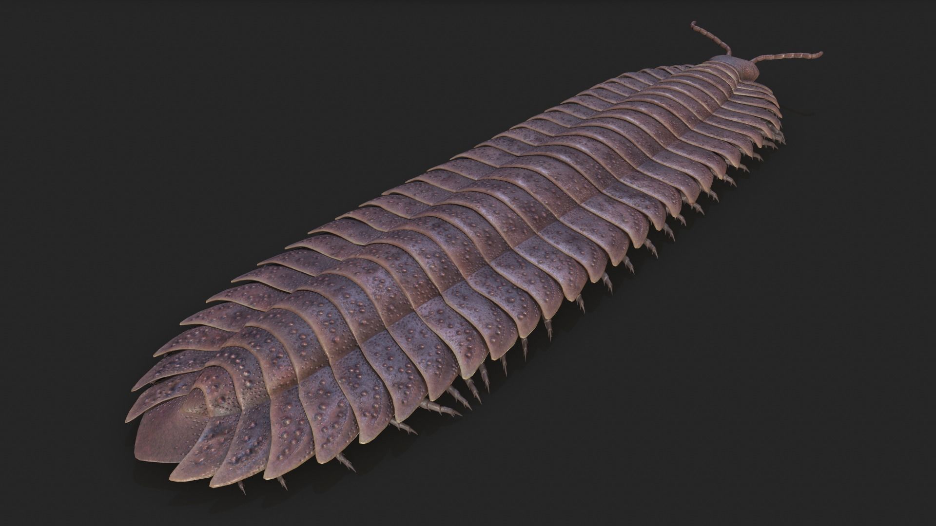 Arthropleura armata 3D model | CGTrader