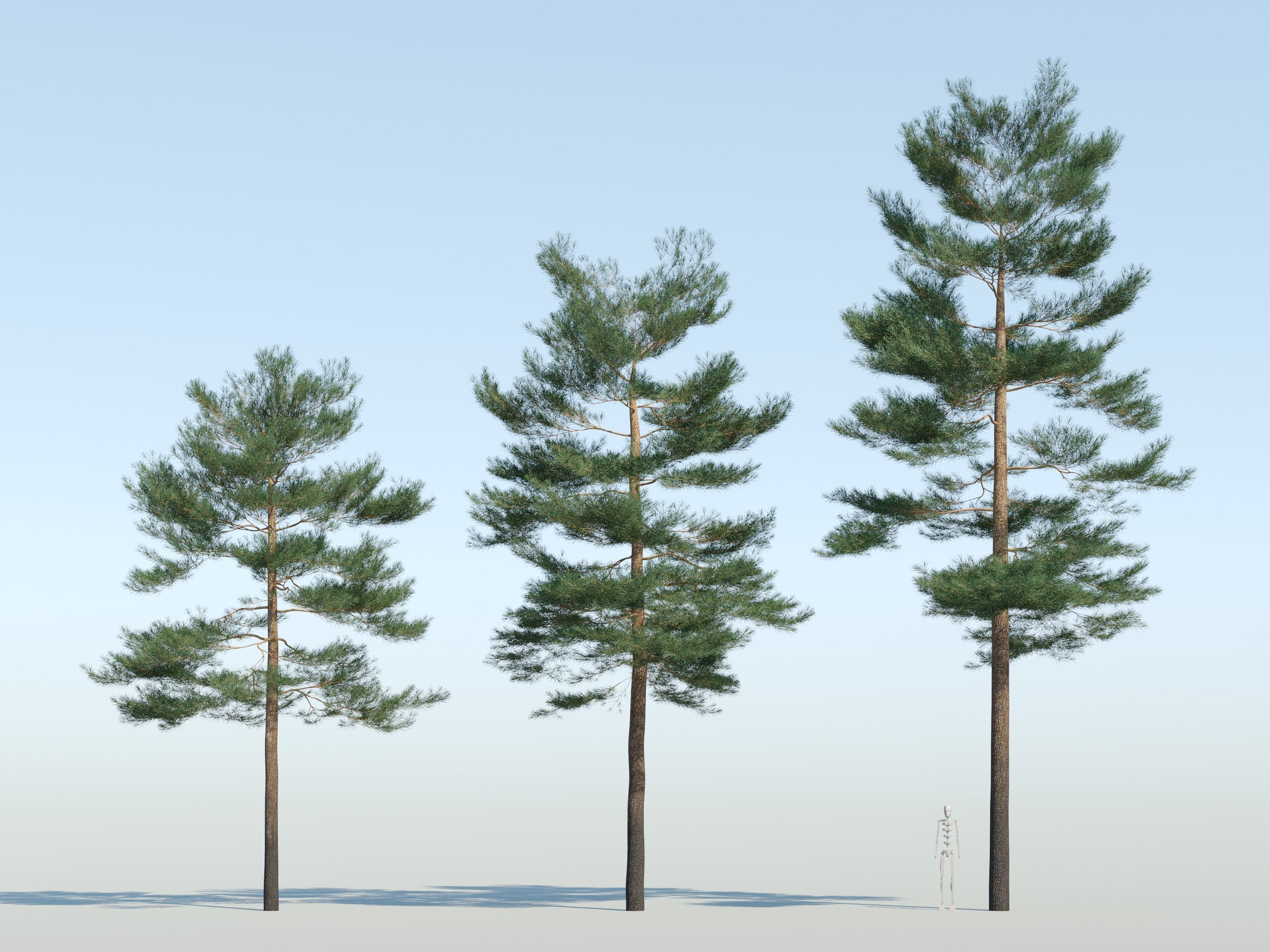 3D model Pinus sylvestris - Scots pine - | CGTrader