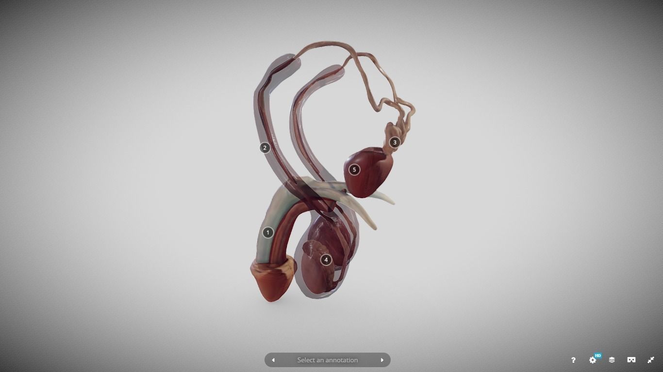 3D model Male Reproductive System VR / AR / low-poly | CGTrader