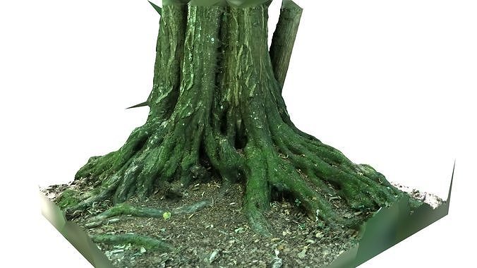 Scan of tree 3D model | CGTrader