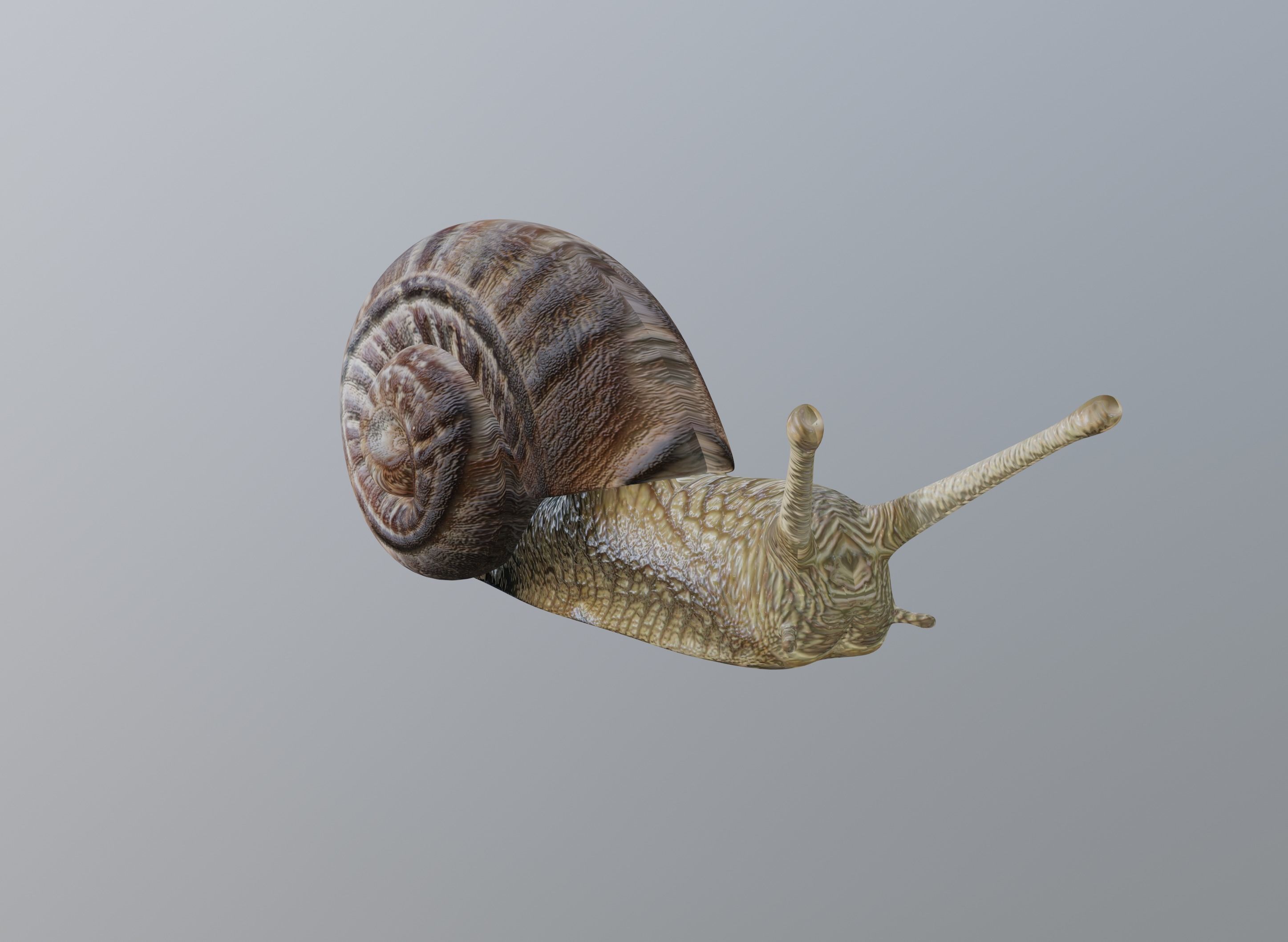 Snail 3D model rigged | CGTrader