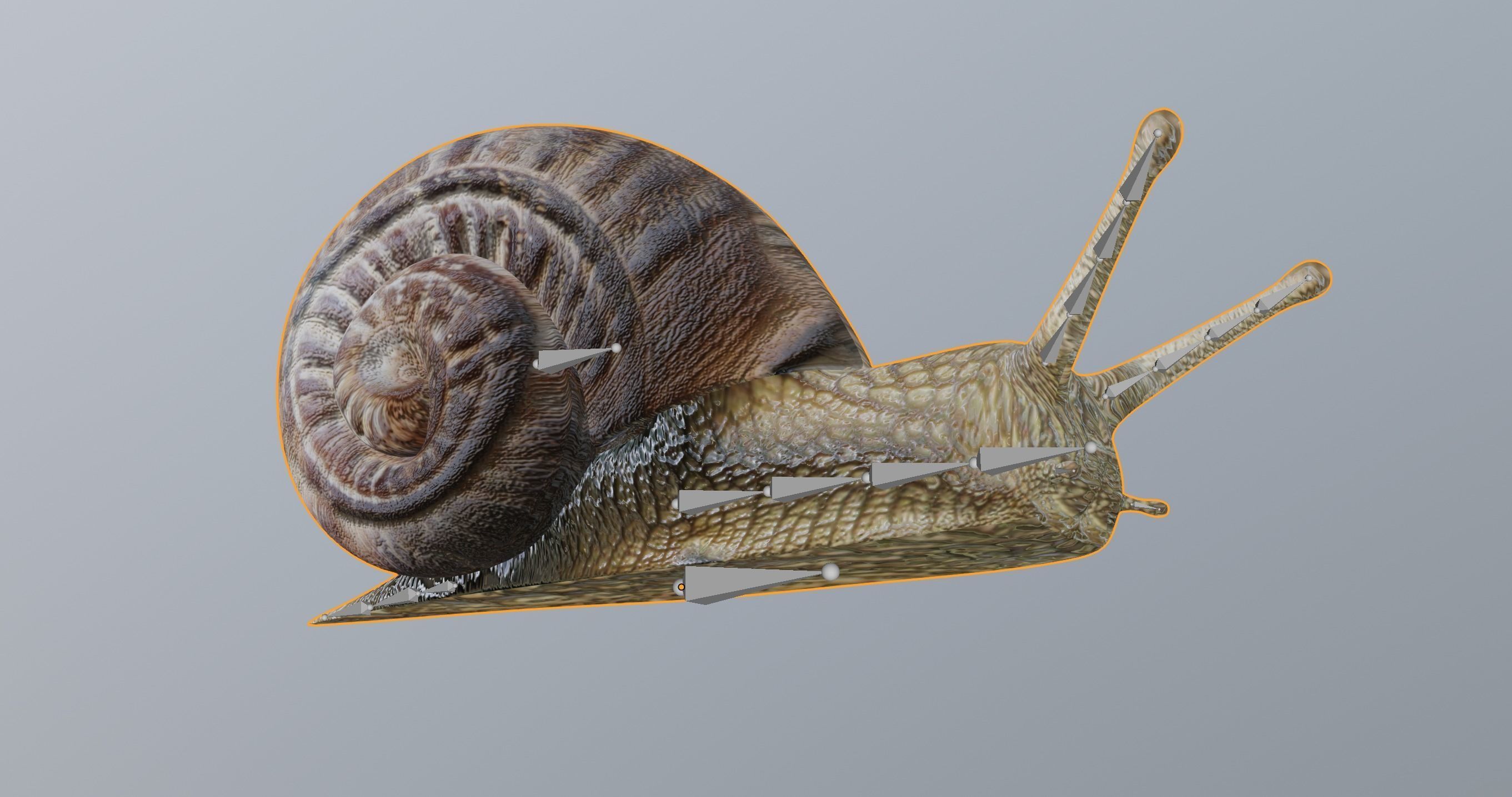Snail 3D model rigged | CGTrader