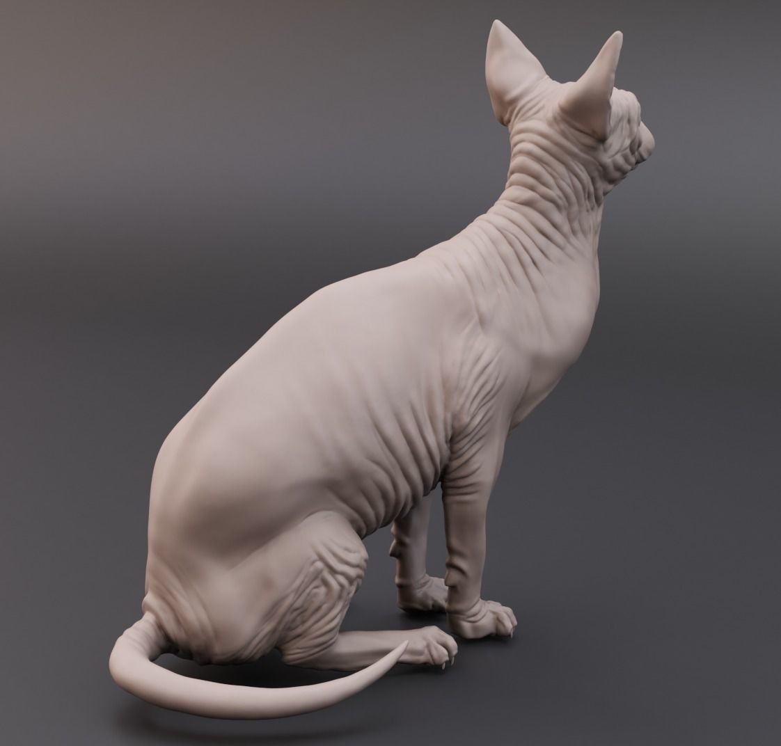 Sphynx cat 3D model 3D printable | CGTrader
