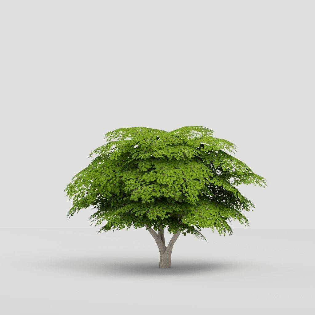 3D model Maple Tree 02 G17 LOD VR / AR / low-poly | CGTrader