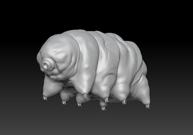 water bear 3D model | CGTrader