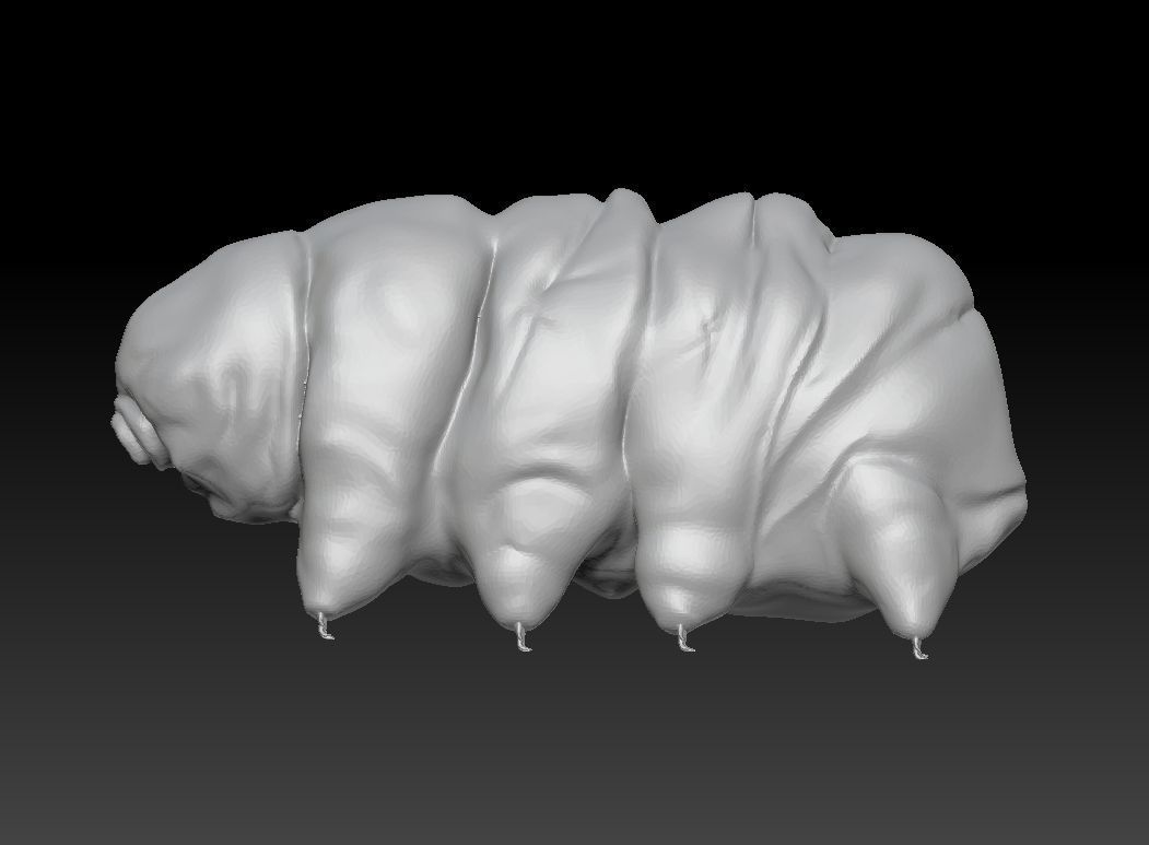 water bear 3D model | CGTrader
