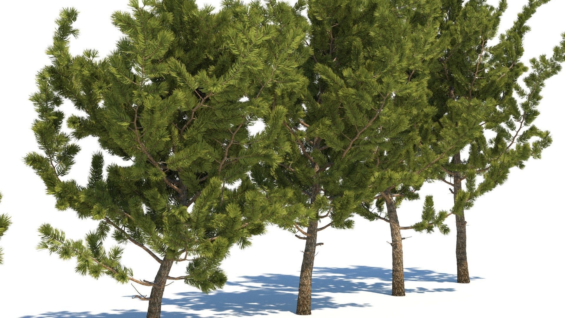 Young pines 3D model | CGTrader