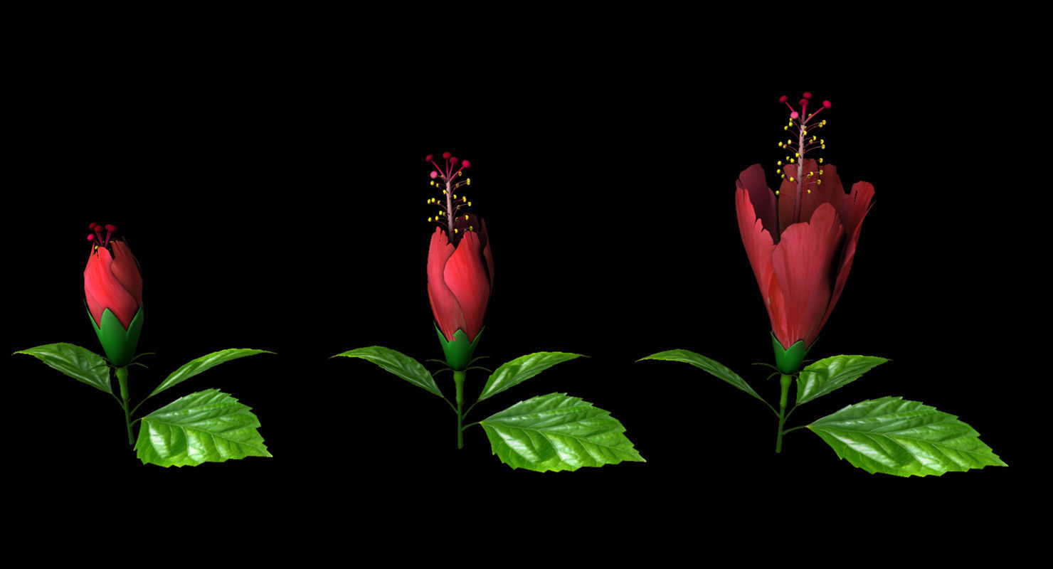 Hibiscus flower 3d model 3D model | CGTrader