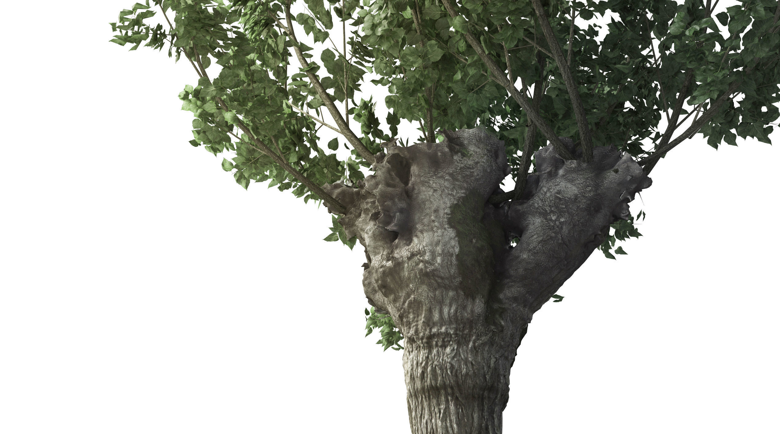 Mulberry fruit tree Gelso italiano 3D model | CGTrader