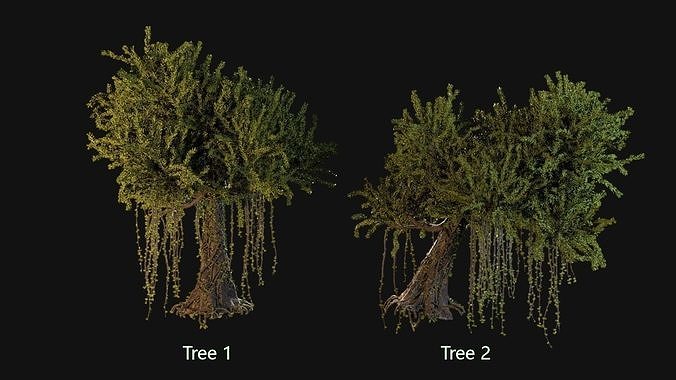 Kapok Trees 3D model | CGTrader