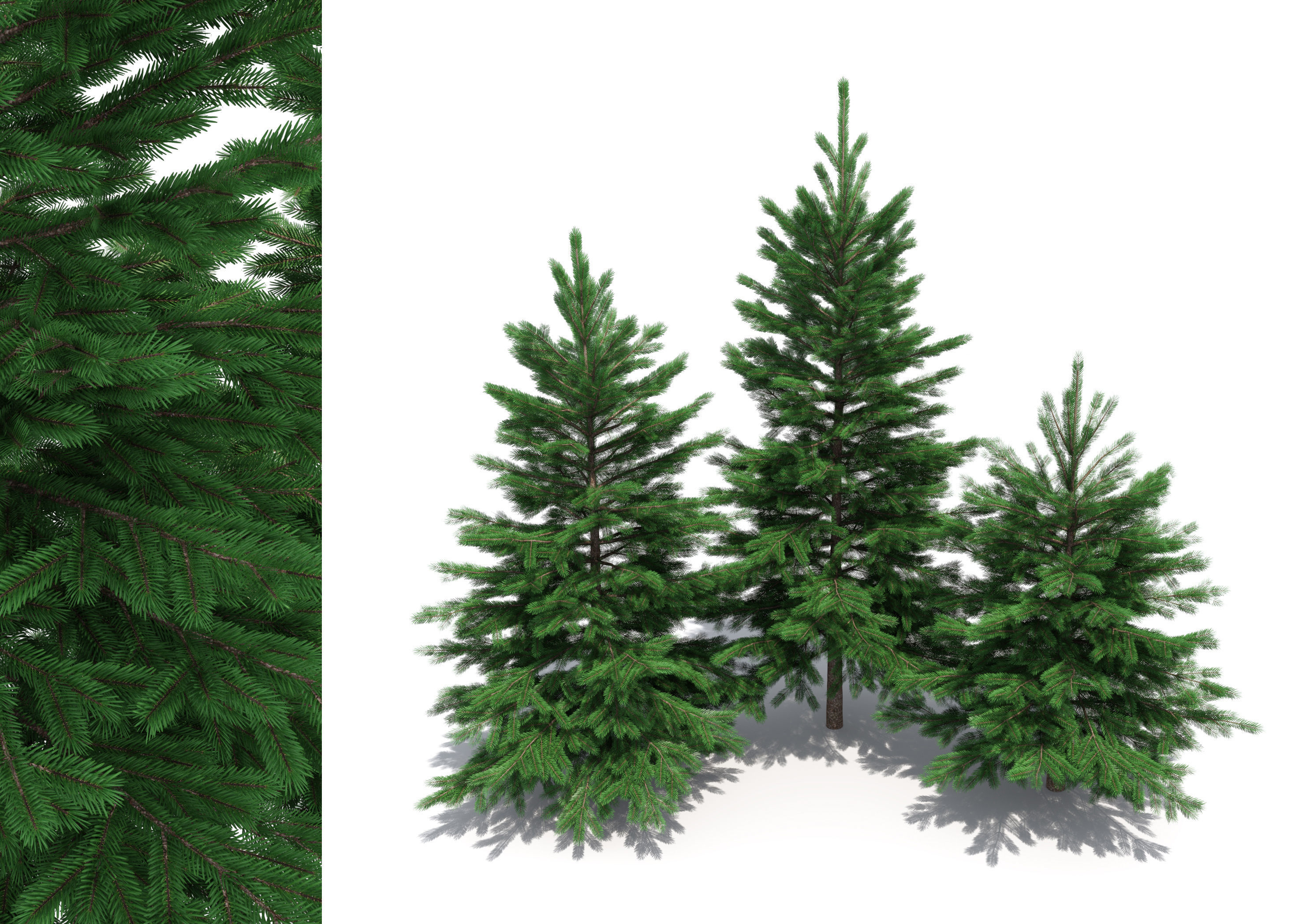 Fir-tree set 3D model | CGTrader