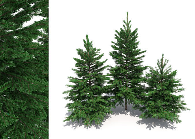 Fir-tree set 3D model | CGTrader