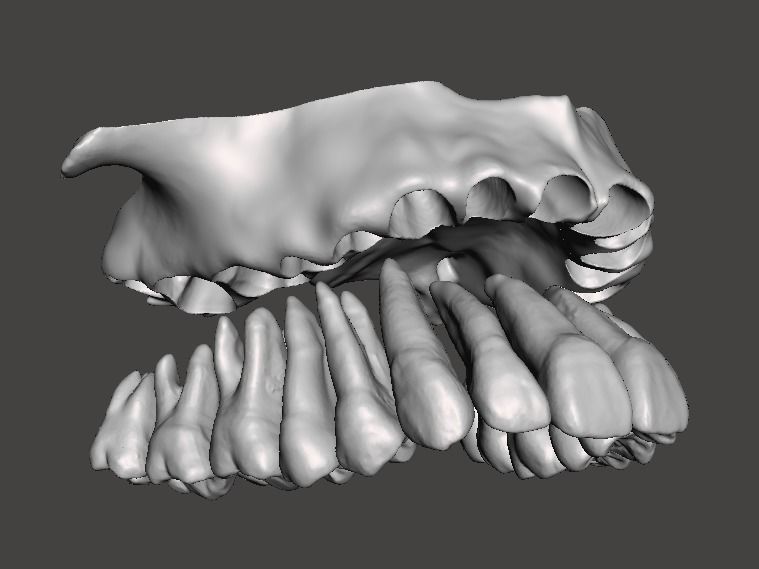 D012 Maxillary and Mandibular dental models anatomical teeth 3D model ...