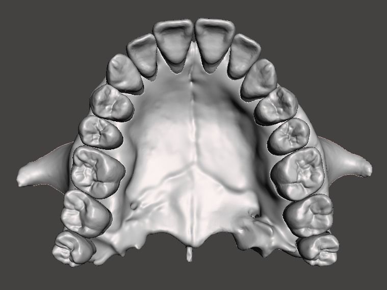 D012 Maxillary and Mandibular dental models anatomical teeth 3D model ...