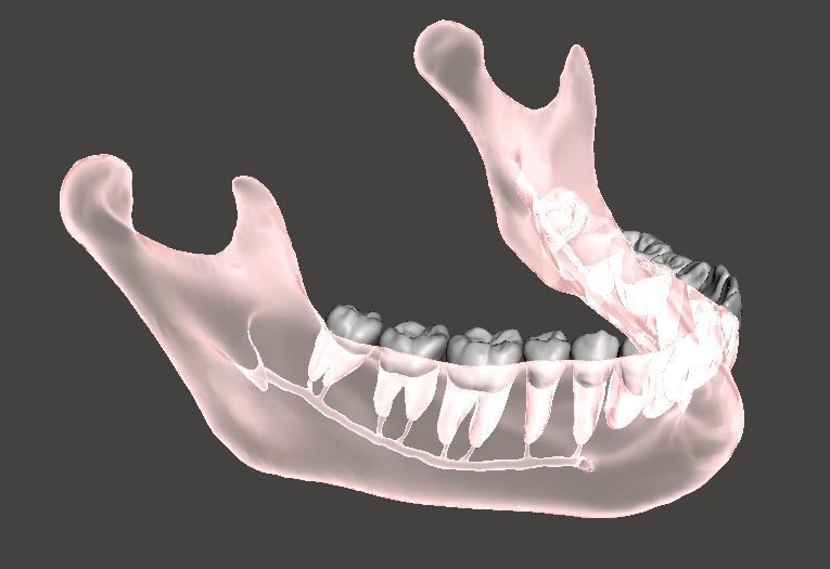 D012 Maxillary and Mandibular dental models anatomical teeth 3D model ...